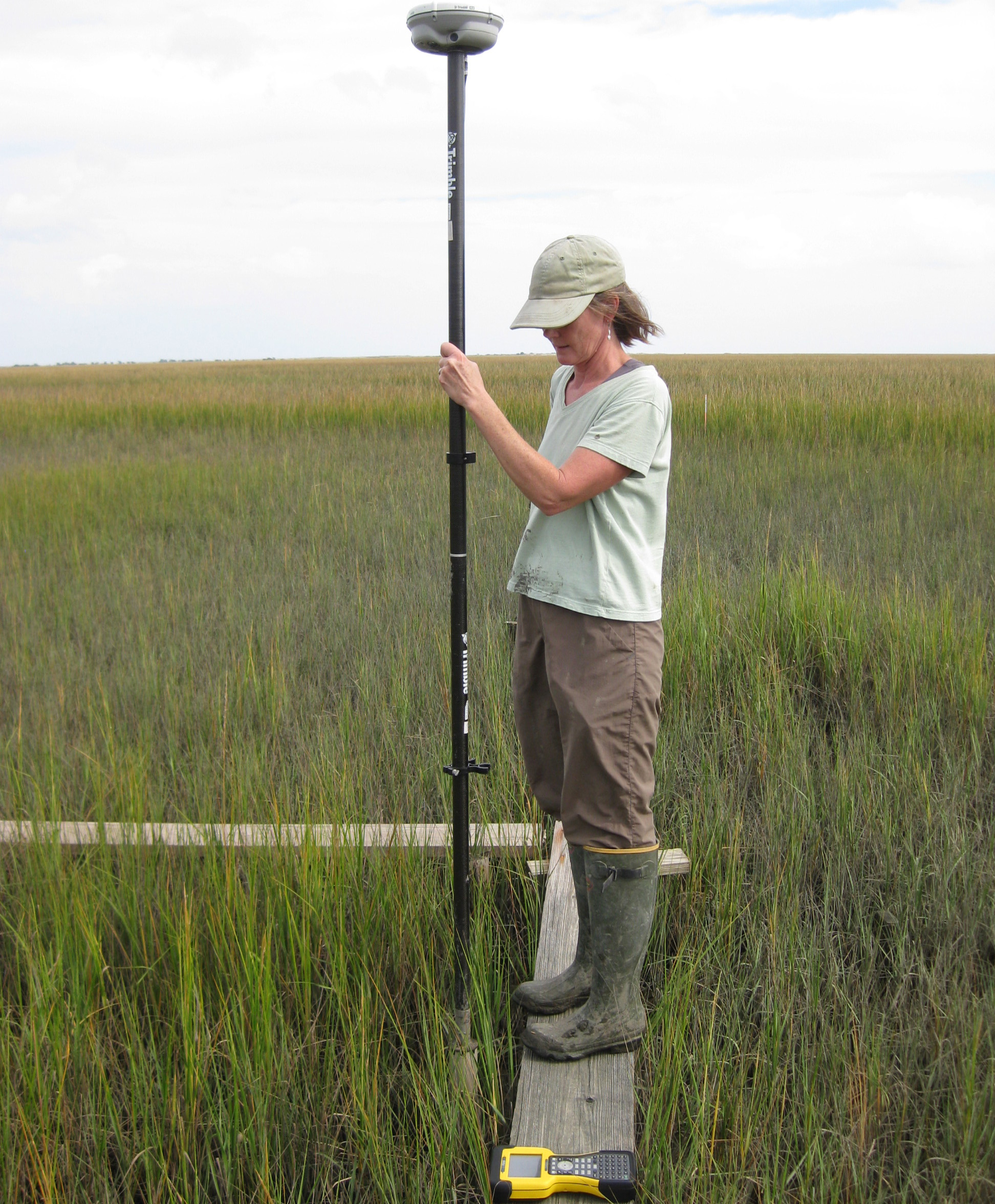 Salt Marsh Response to Sea Level Rise – North Inlet-Winyah Bay