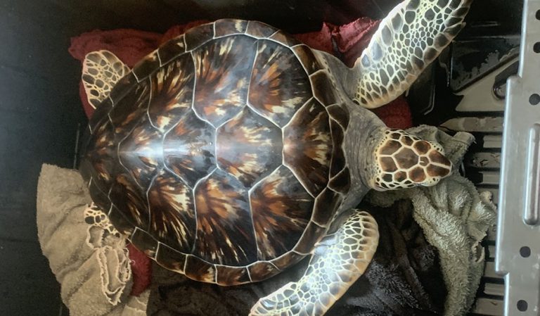 Sea Turtles 101 @ Surfside Library – North Inlet-Winyah Bay