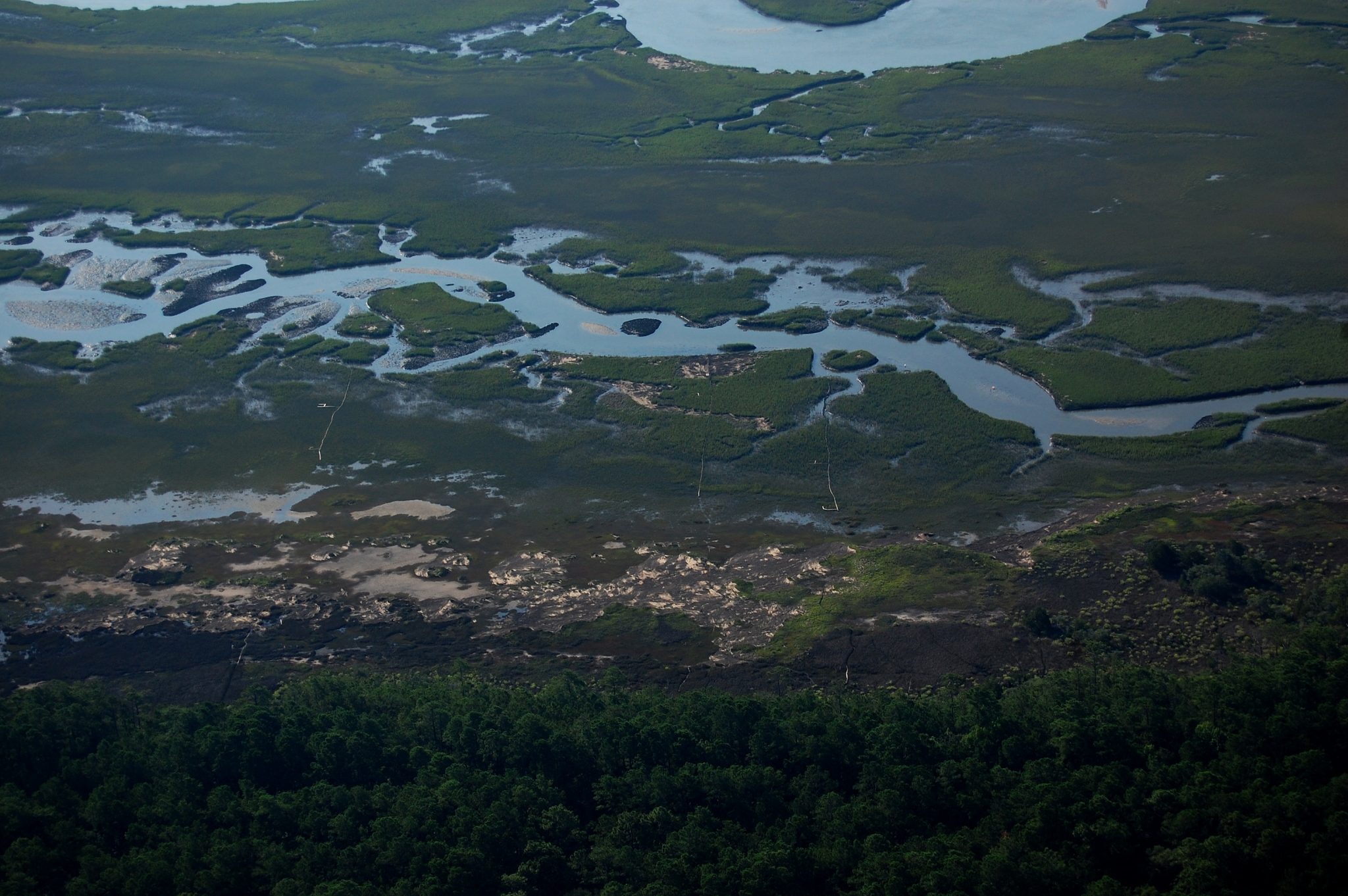 Understanding Marsh Change: Online Training and Field Session at NI-WB ...